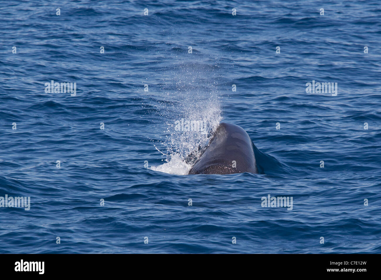 Sperm whale, Physeter macrocephalus, exhales as it swims at water ...