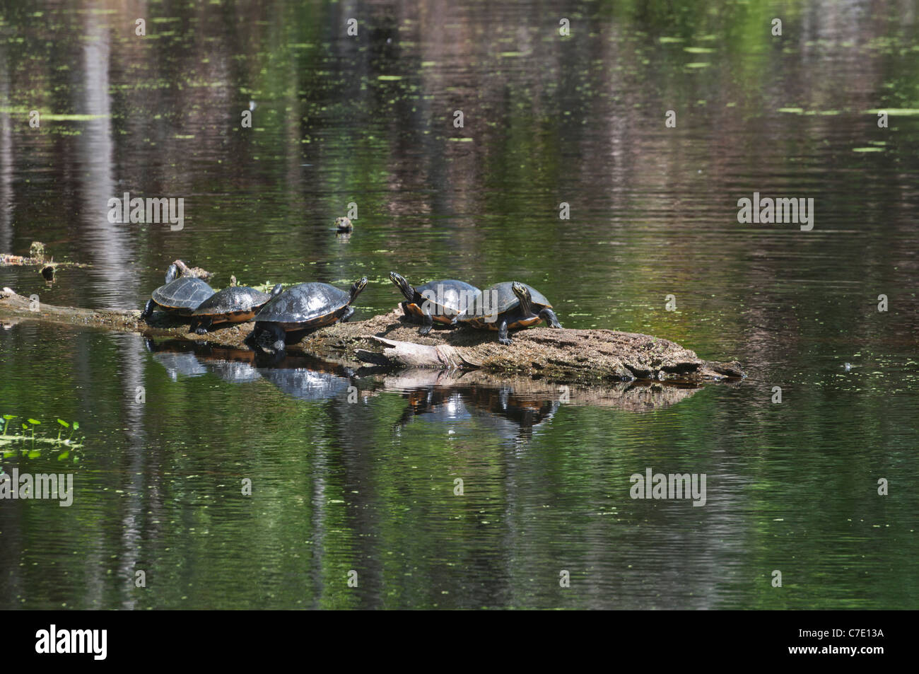 O'Leno State Park North Florida yellowbelly slider turtles sunning atop a floating log in the ...