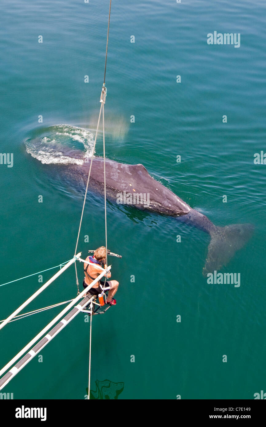 Sperm whale, Physeter macrocephalus, swims at water surface with whale ...