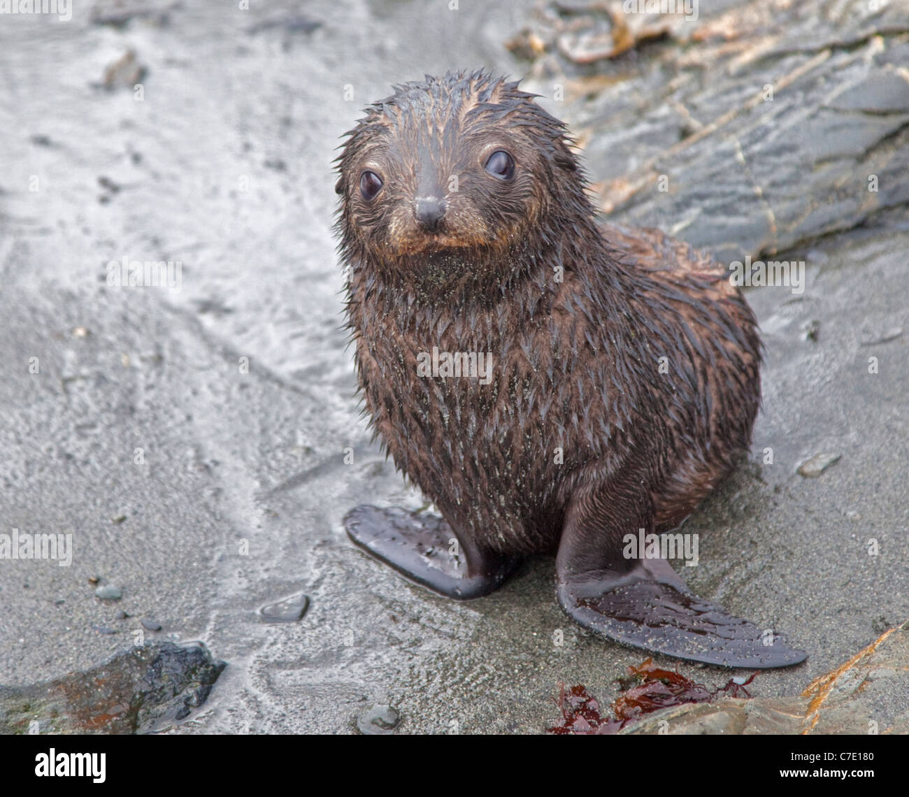 Antarctic Fur Seal Pup (arctocephalus gazella), Godthul, South Georgia ...