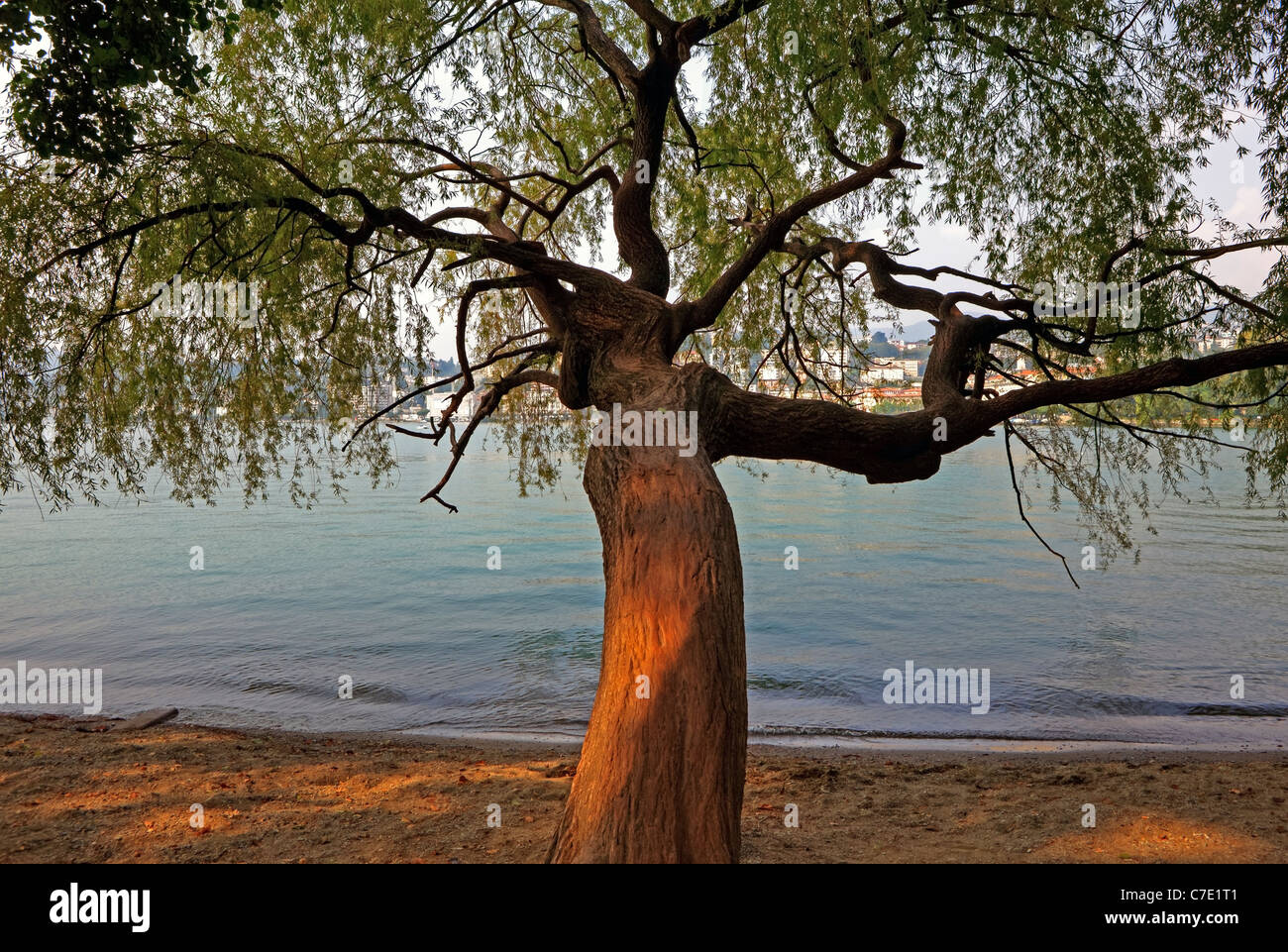 Tree at the Lago di Lugano Stock Photo - Alamy