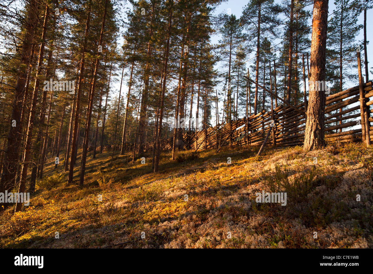 Young pine ( pinus sylvestris ) heath / coniferous taiga forest growing ...