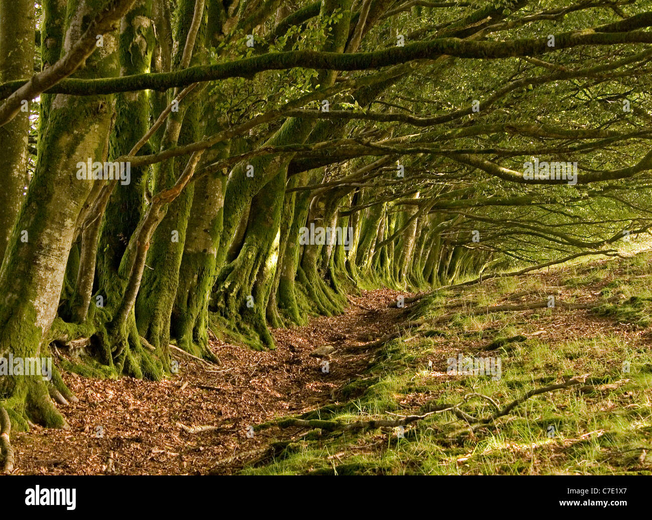 Beech hedge trees hi-res stock photography and images - Alamy
