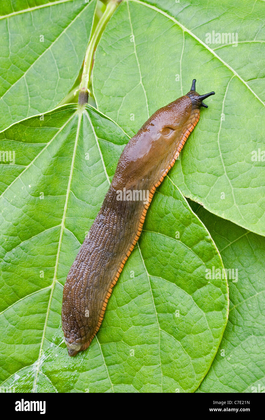 Slug gastropod mollusc Devon UK Stock Photo - Alamy
