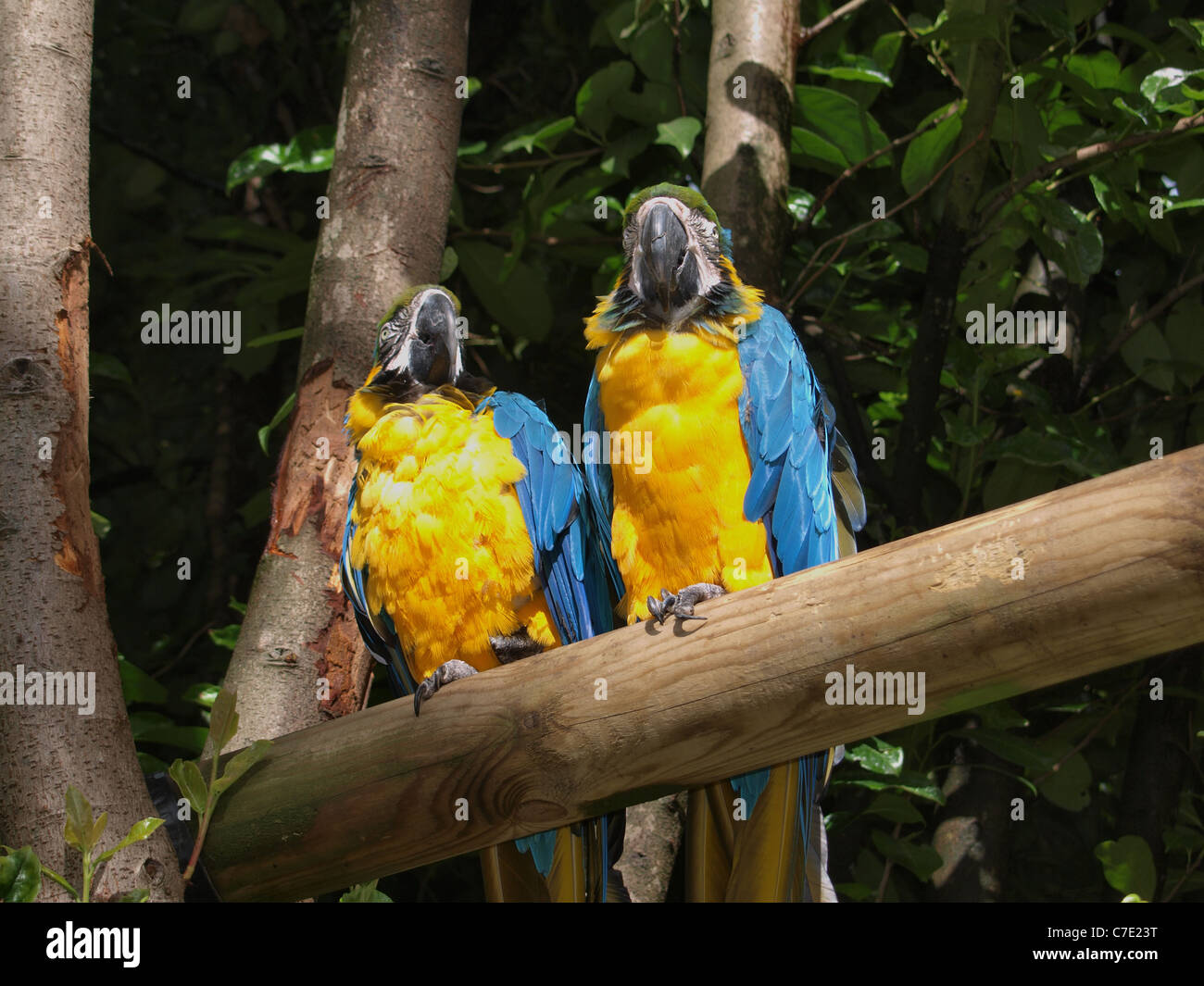 Blue and Gold Macaws Ara ararauna (captive) UK Stock Photo - Alamy