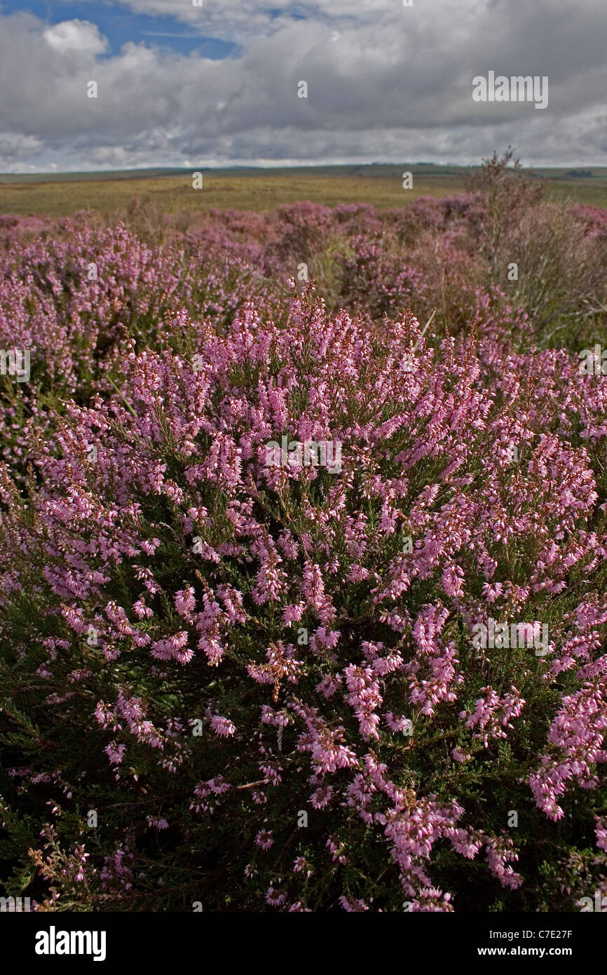 Ling heather calluna vulgaris Exmoor UK Stock Photo - Alamy