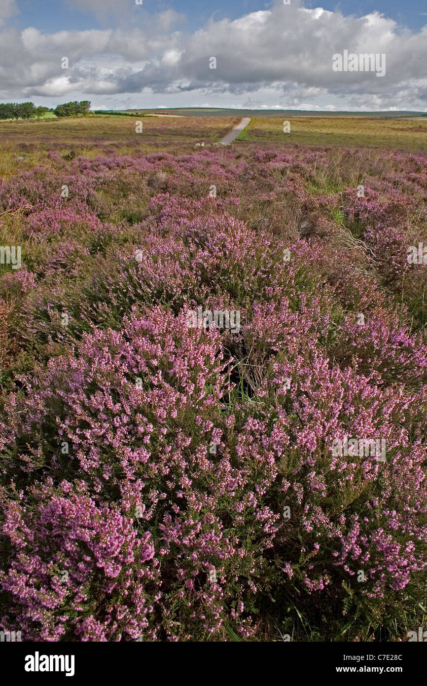 Ling heather calluna vulgaris Exmoor Devon UK Stock Photo - Alamy
