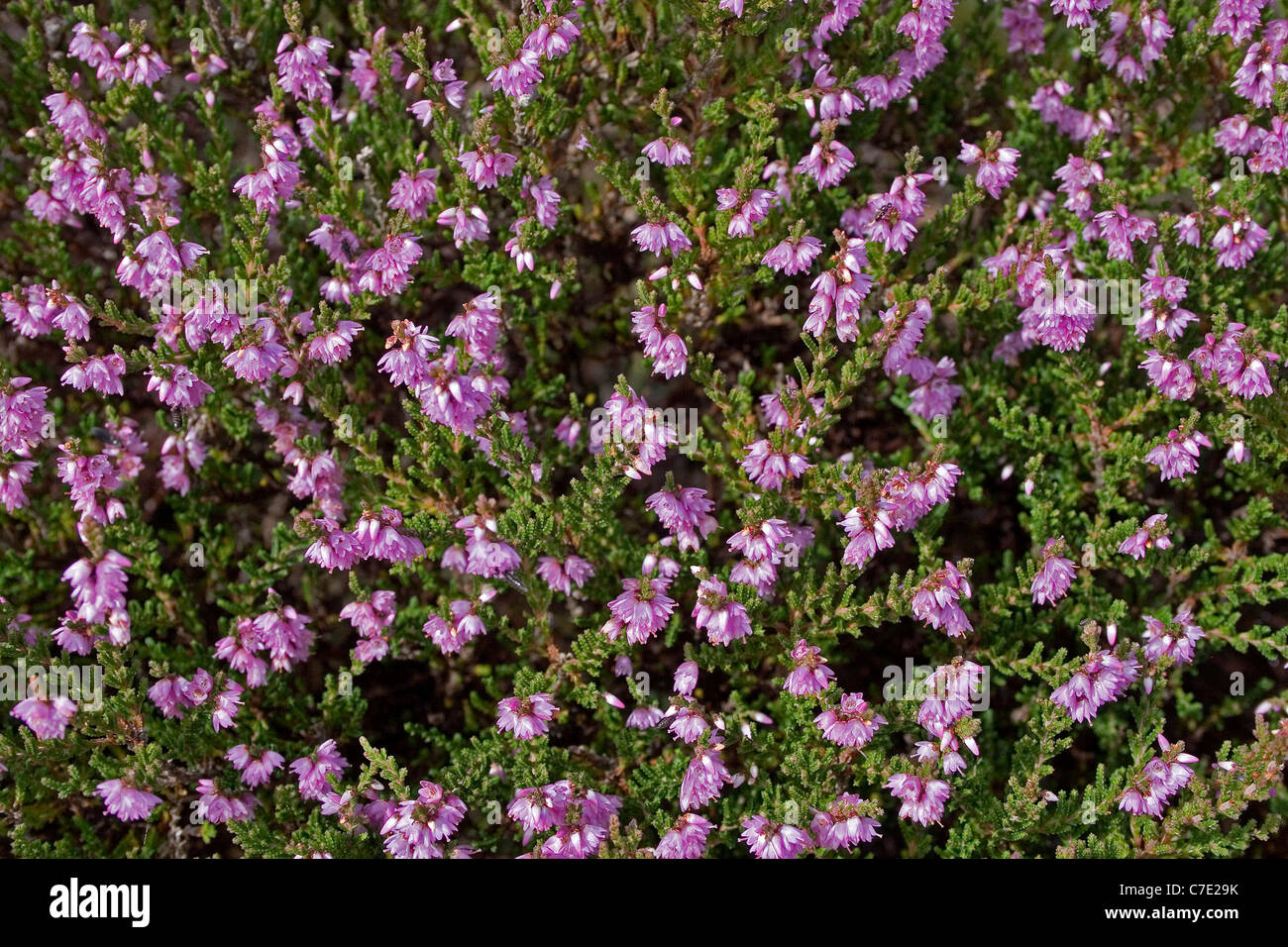 Heather close up hi-res stock photography and images - Alamy
