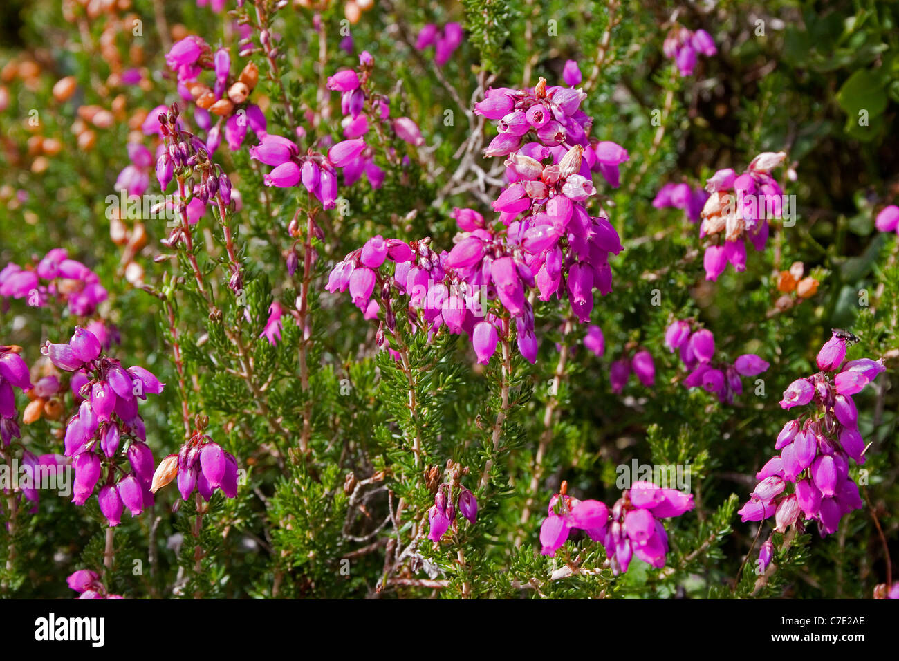 Bell heather uk hi-res stock photography and images - Alamy