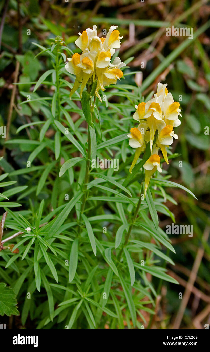 Common toadflax linaria vulgaris Devon UK Stock Photo - Alamy