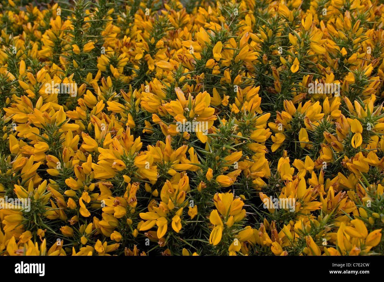 Gorse ulex europaeus Devon UK Stock Photo - Alamy