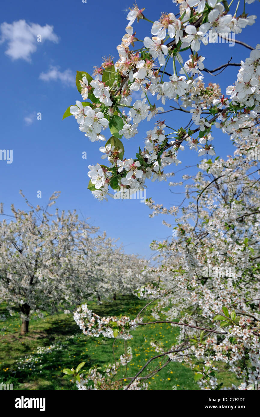 Half-standard apple tree (Malus domestica) orchard flowering in spring ...