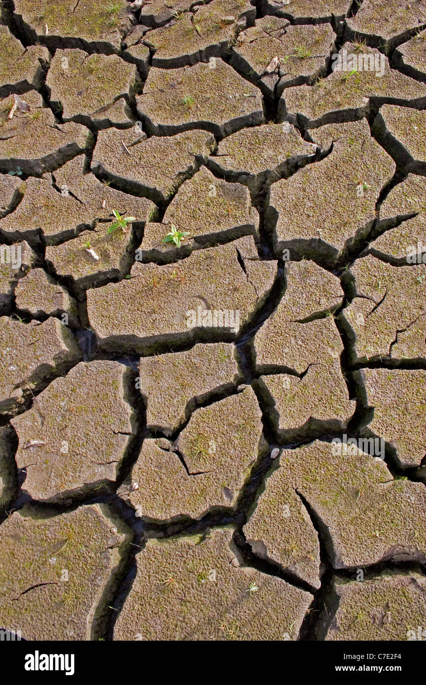 Dry cracked riverbed Devon UK Stock Photo - Alamy