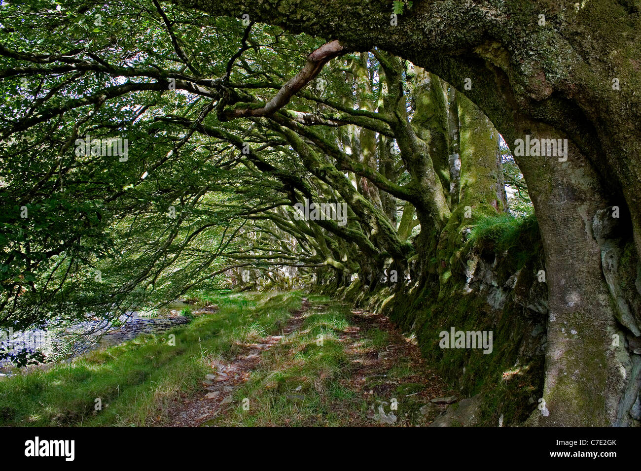 Beech hedge trees hi-res stock photography and images - Alamy