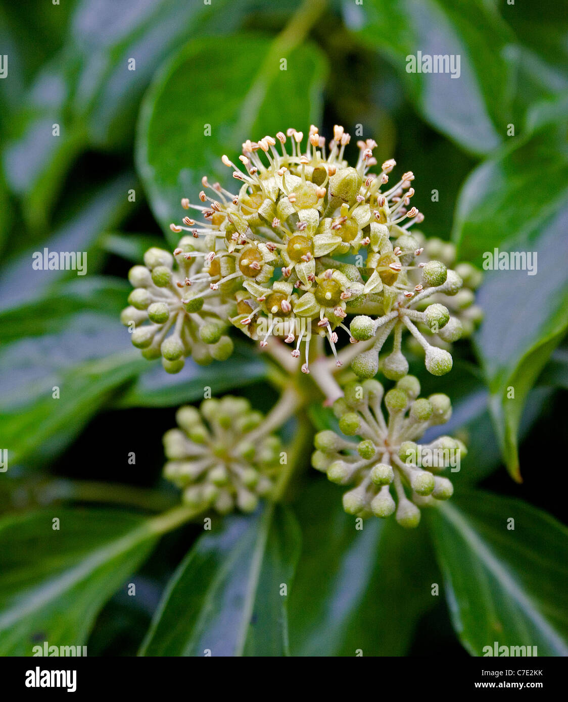 Hedera Helix Flower