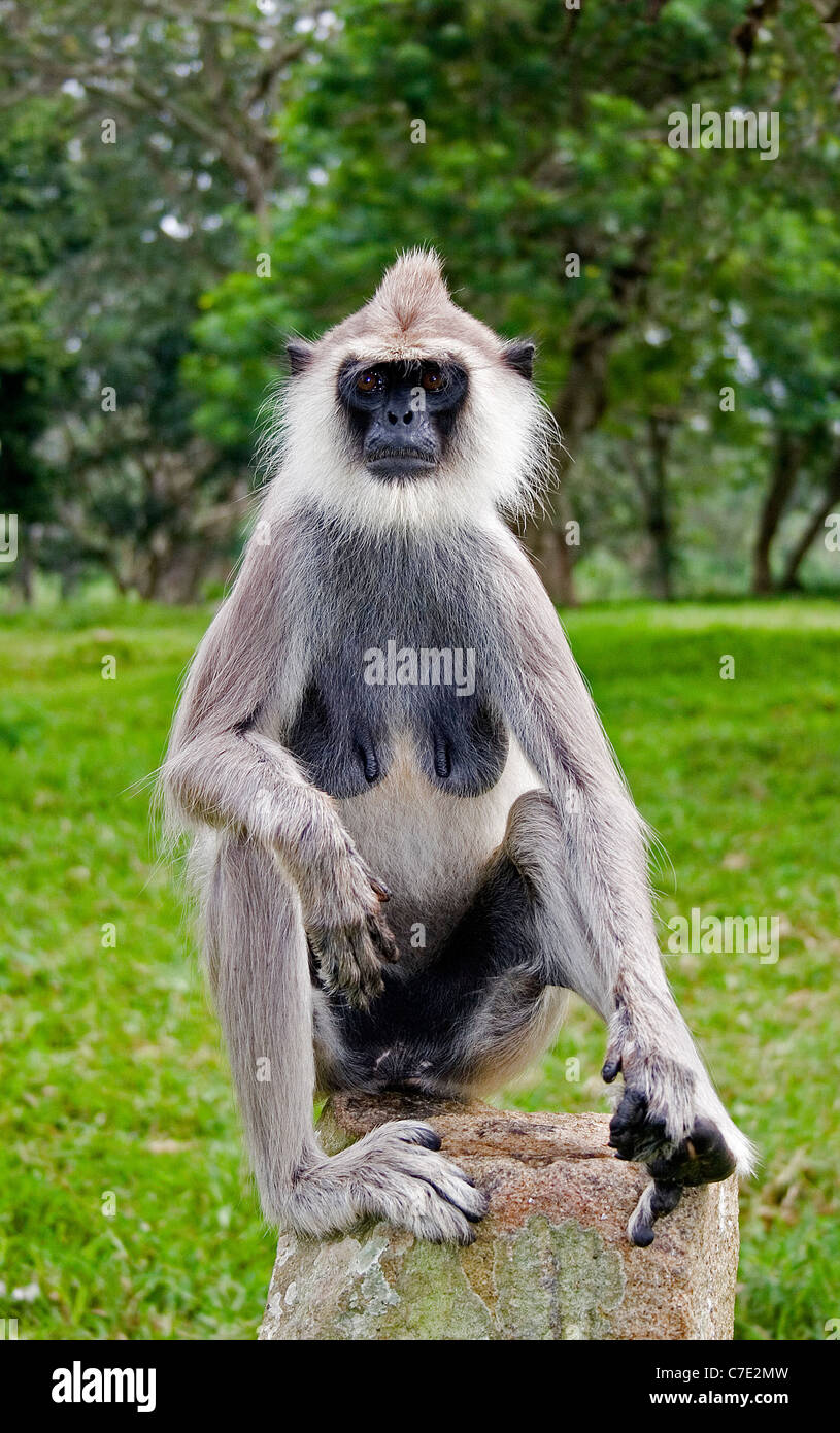 Langur monkey semnopithecus entellus Sri Lanka Stock Photo - Alamy