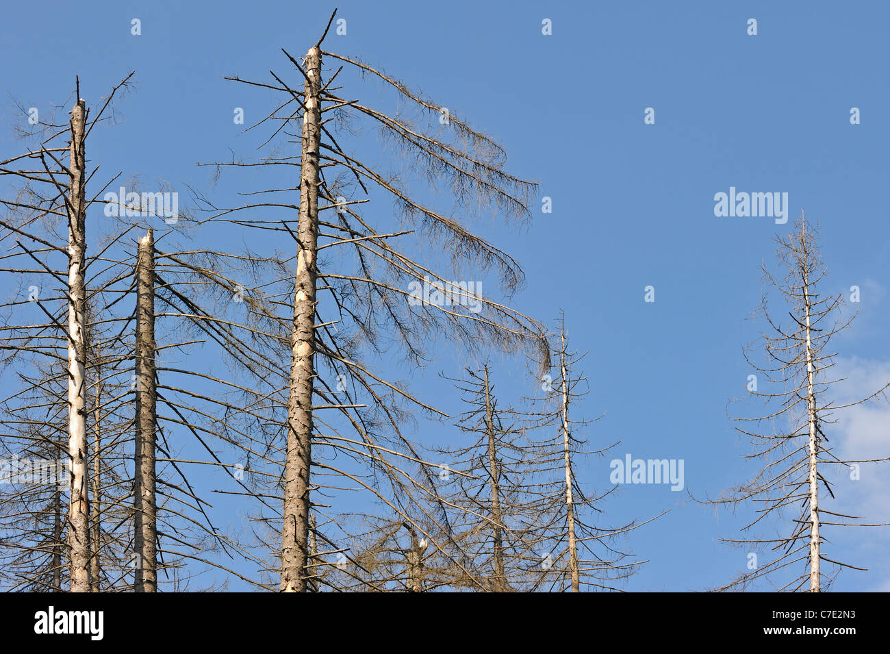 Broken spruces hi-res stock photography and images - Alamy