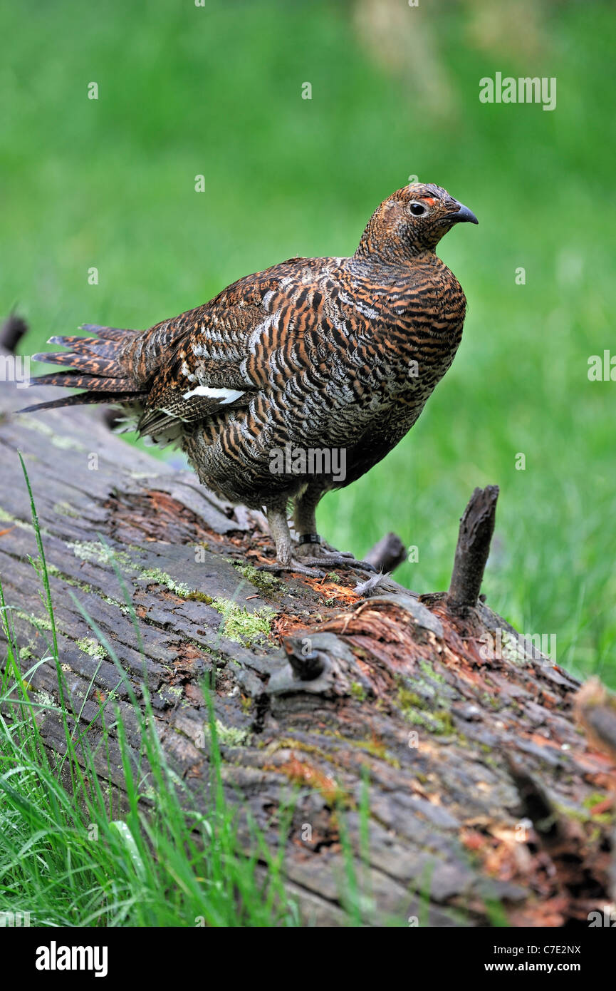 Female Black grouse (Lyrurus tetrix / Tetrao tetrix) on fallen log in ...