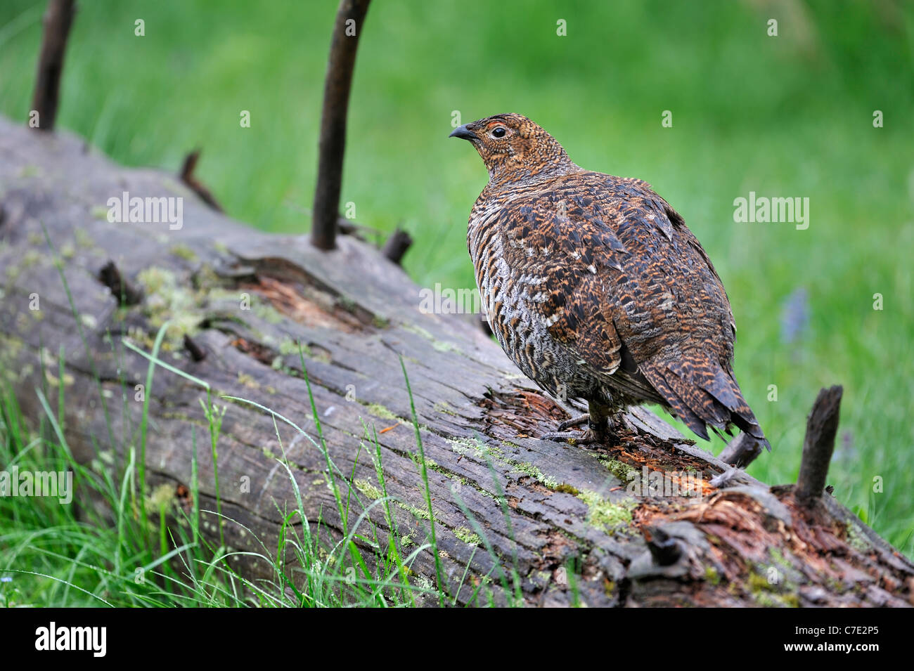 Female Black grouse (Lyrurus tetrix / Tetrao tetrix) on fallen log in ...