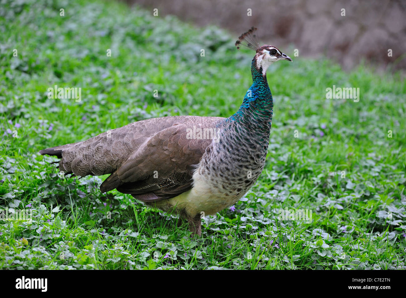 Indian Peafowl / Blue Peafowl (Pavo cristatus) peahen Stock Photo - Alamy