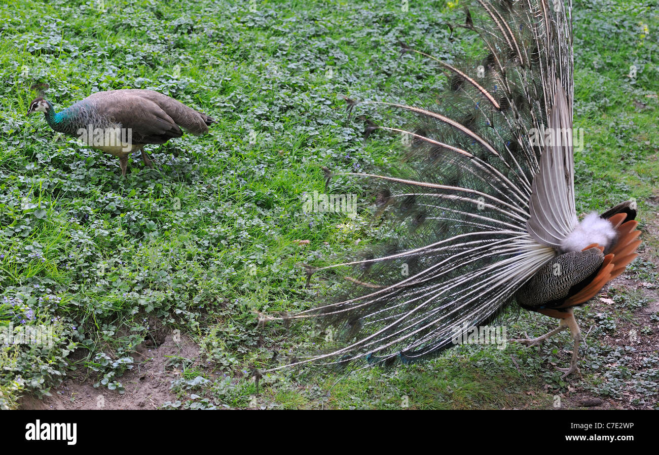 Indian Peafowl / Blue Peafowl (Pavo cristatus), peacock displaying to ...