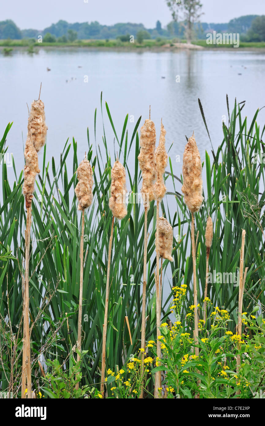 Common Bulrush / Broadleaf Cattail / Greater bullrush / Great Reedmace ...