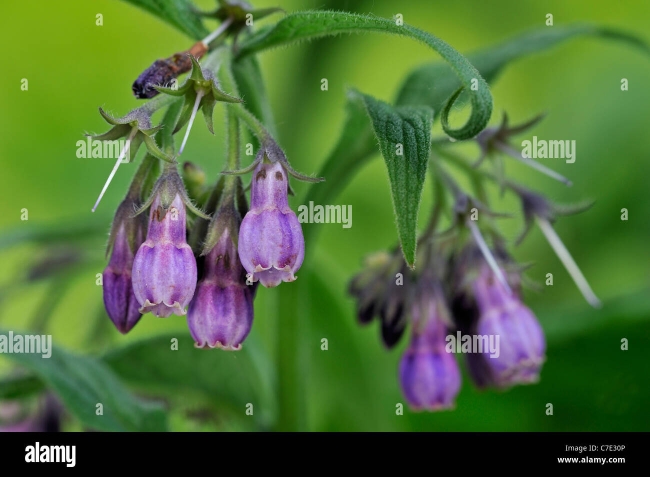 Common comfrey / Quaker comfrey / boneset / knitbone (Symphytum ...