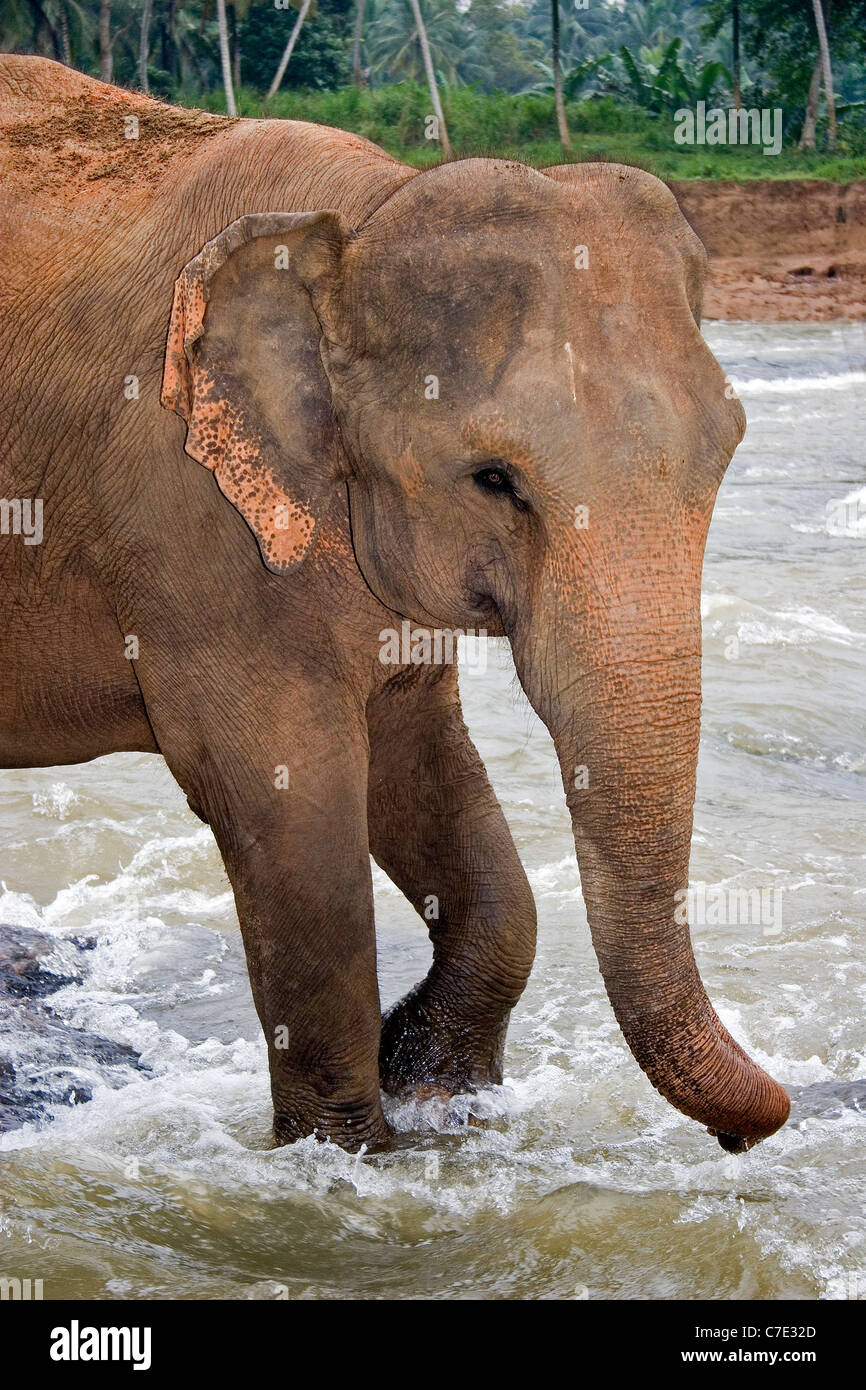 Asian elephant elephas maximus maximus Sri Lanka Stock Photo - Alamy