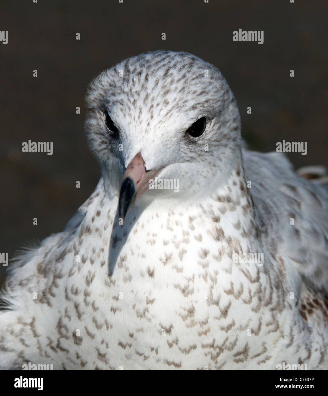 Young seagull portrait close-up Stock Photo - Alamy
