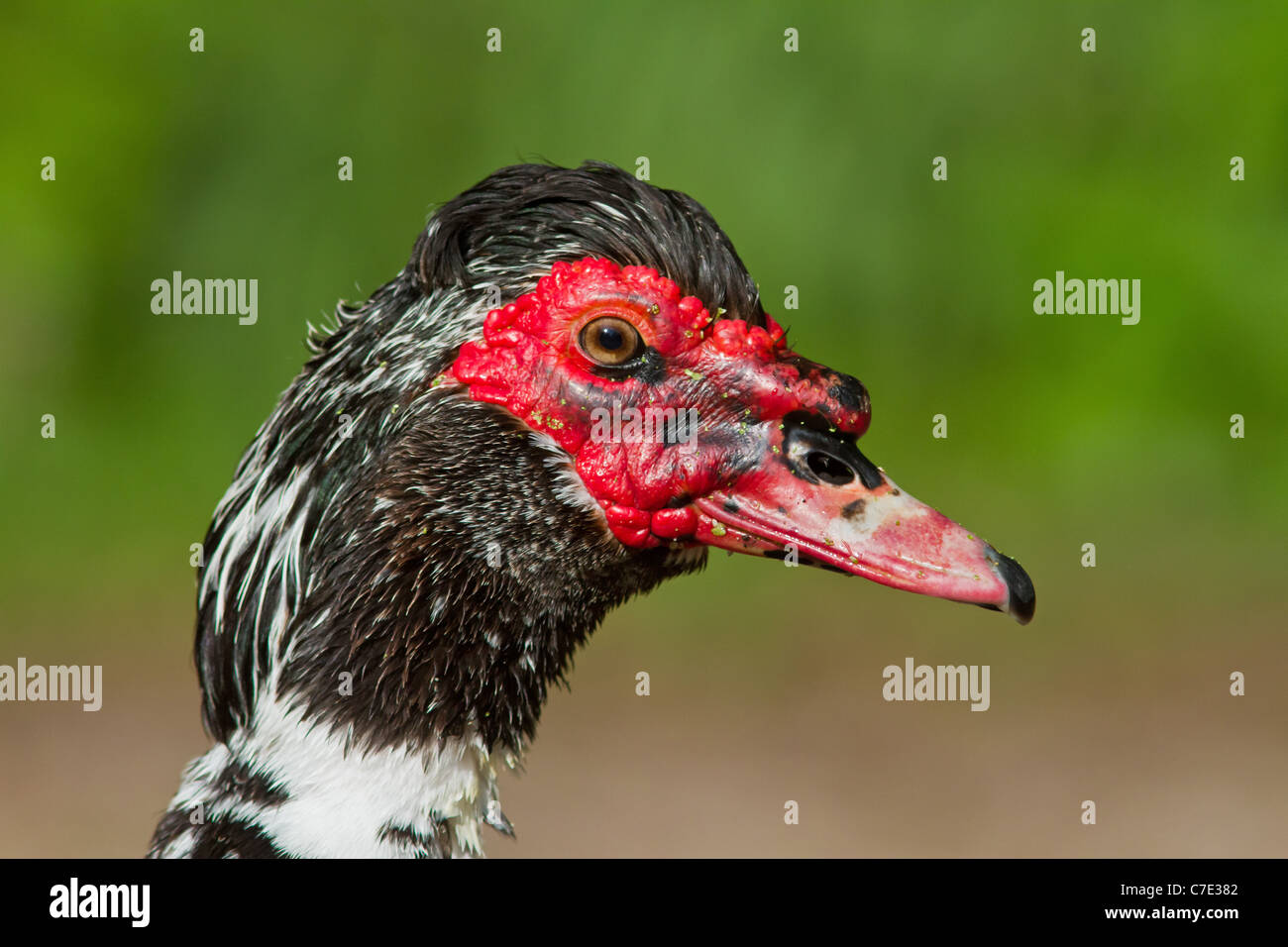 Muscovy duck lake hi-res stock photography and images - Alamy