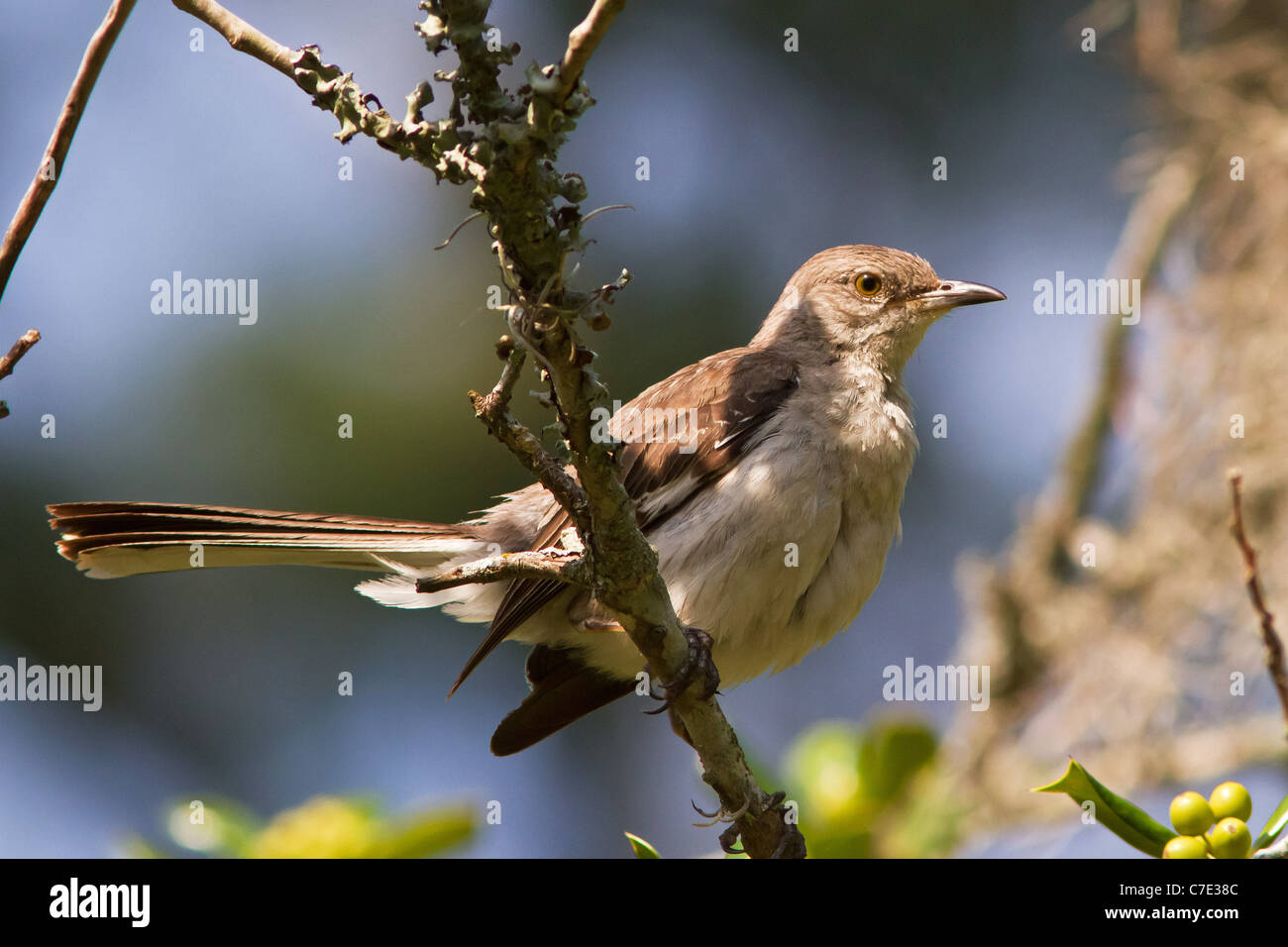 Mockingbird bird avian hi-res stock photography and images - Alamy
