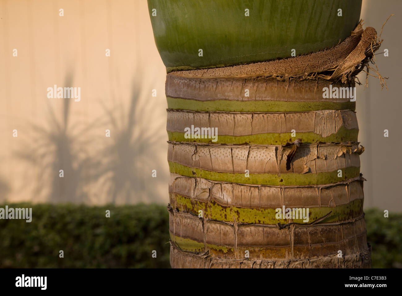 Close up of the trunk of a palm tree, Cairo, Egypt Stock Photo - Alamy