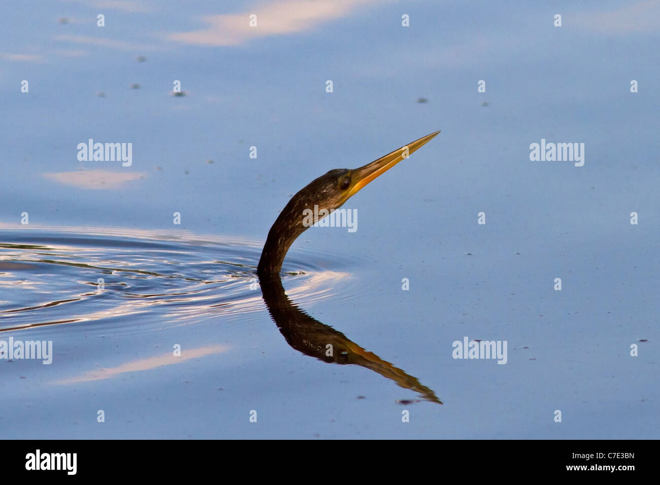 Anhinga bird hi-res stock photography and images - Alamy