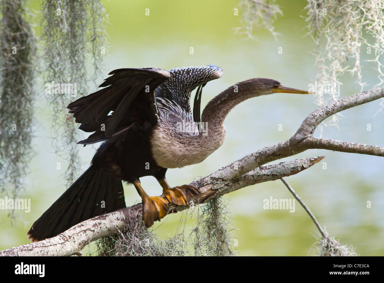 Anhinga tree limb hi-res stock photography and images - Alamy