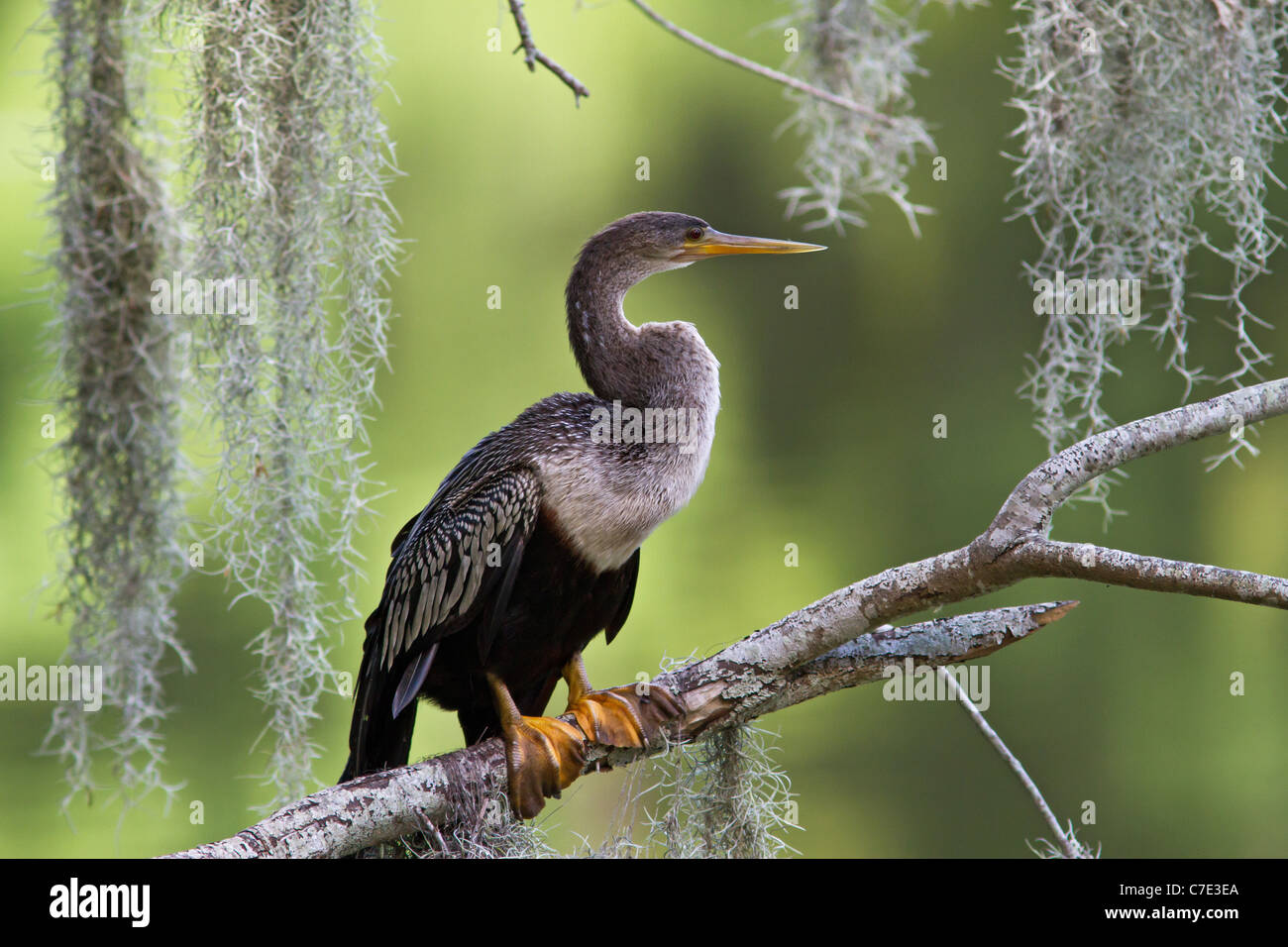 Anhinga bird hi-res stock photography and images - Alamy