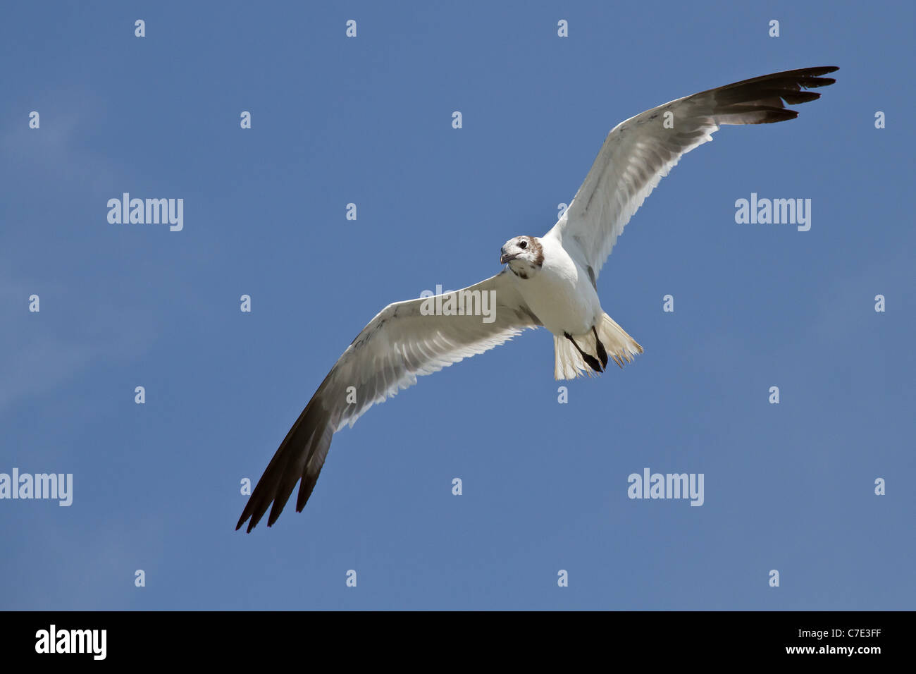Soaring Gull in Flight Stock Photo - Alamy