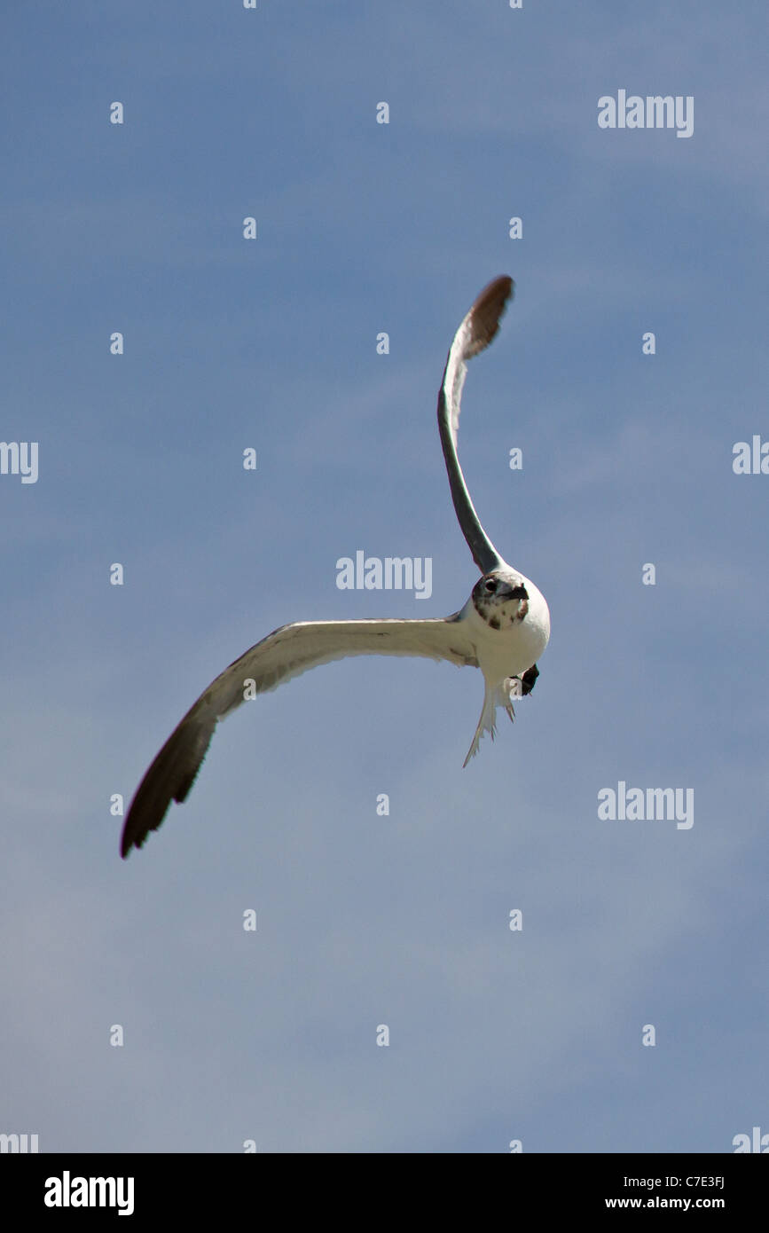 Soaring Gull in Flight Stock Photo - Alamy