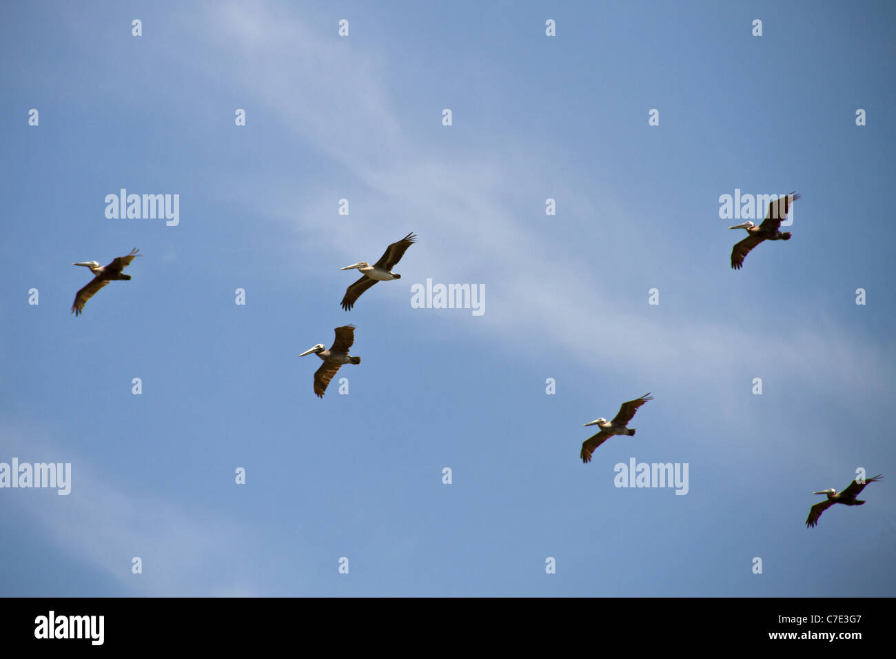 Pelicans in flight Stock Photo - Alamy