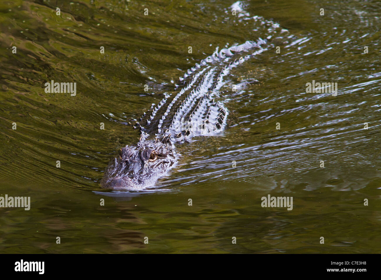 Gator swimming hi-res stock photography and images - Alamy