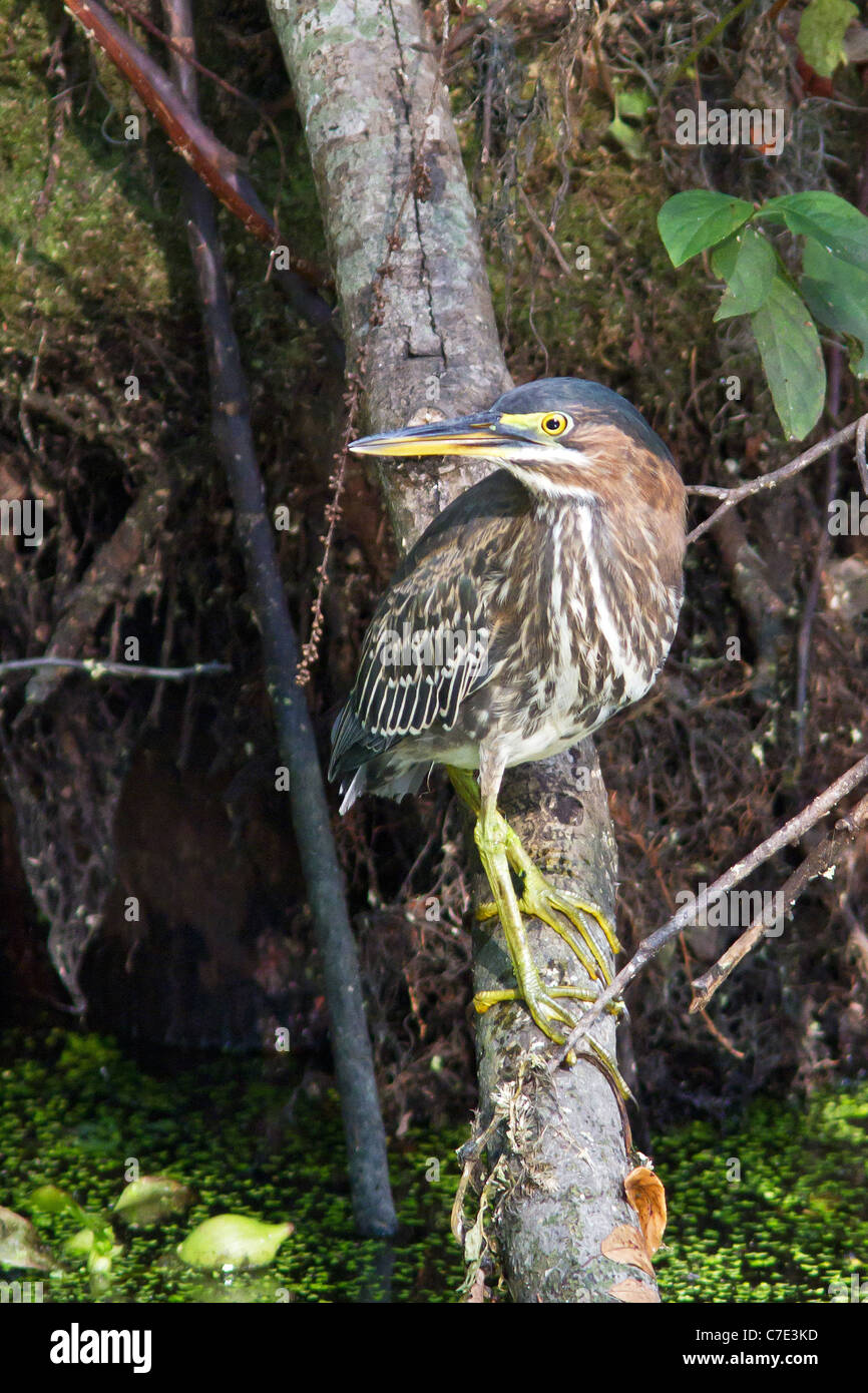 Green perch hi-res stock photography and images - Alamy