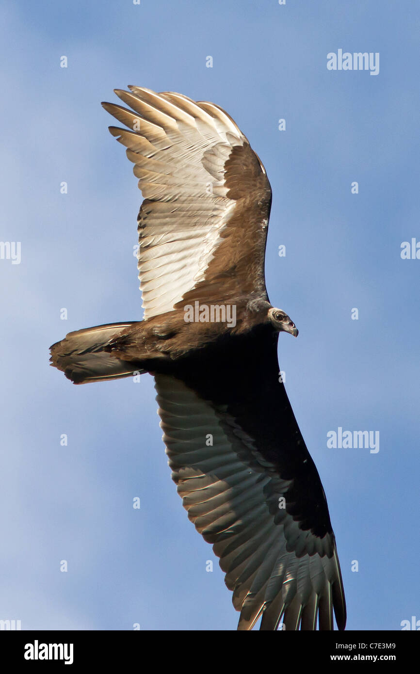 Turkey vulture wingspan hi-res stock photography and images - Alamy