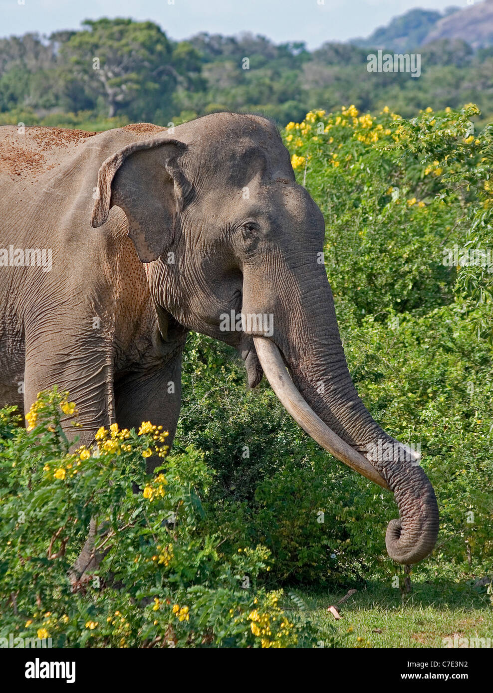 Asian elephant elephas maximus maximus Sri Lanka Stock Photo - Alamy