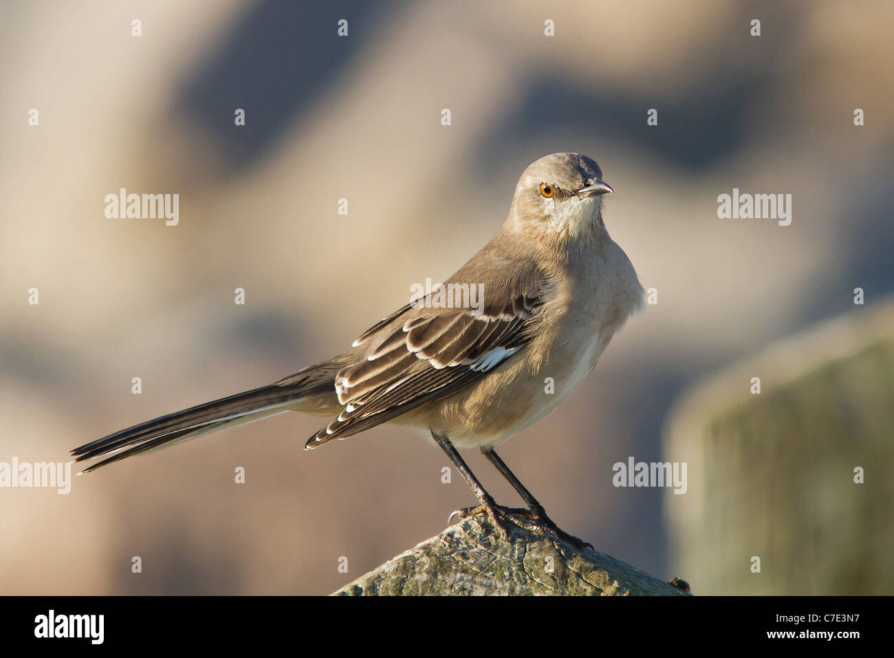 Northern mocking bird hi-res stock photography and images - Alamy