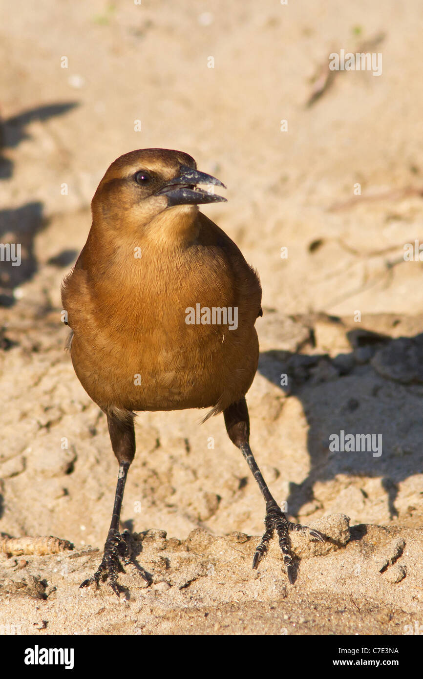 Common Grackle Bird Stock Photo - Alamy