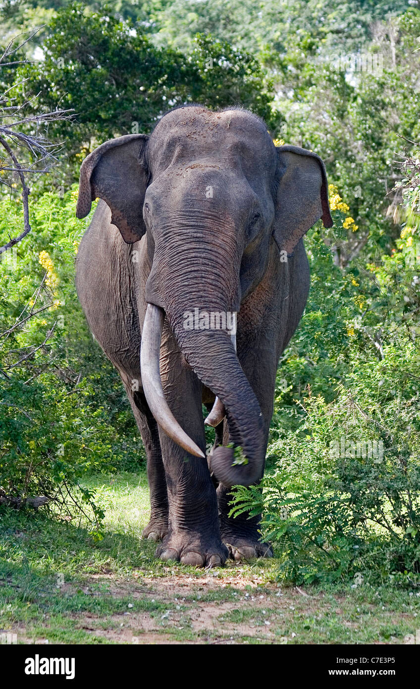 Elephant bull grazing hi-res stock photography and images - Alamy