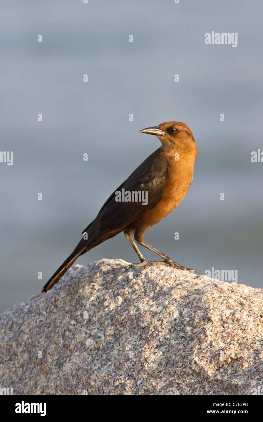 Grackle bird hi-res stock photography and images - Alamy