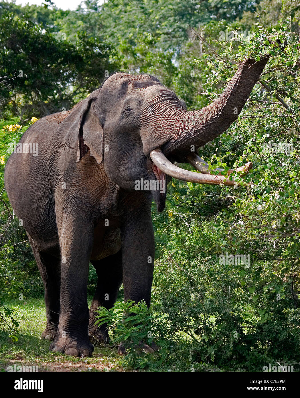 Asian elephant elephas maximus maximus Sri Lanka Stock Photo - Alamy