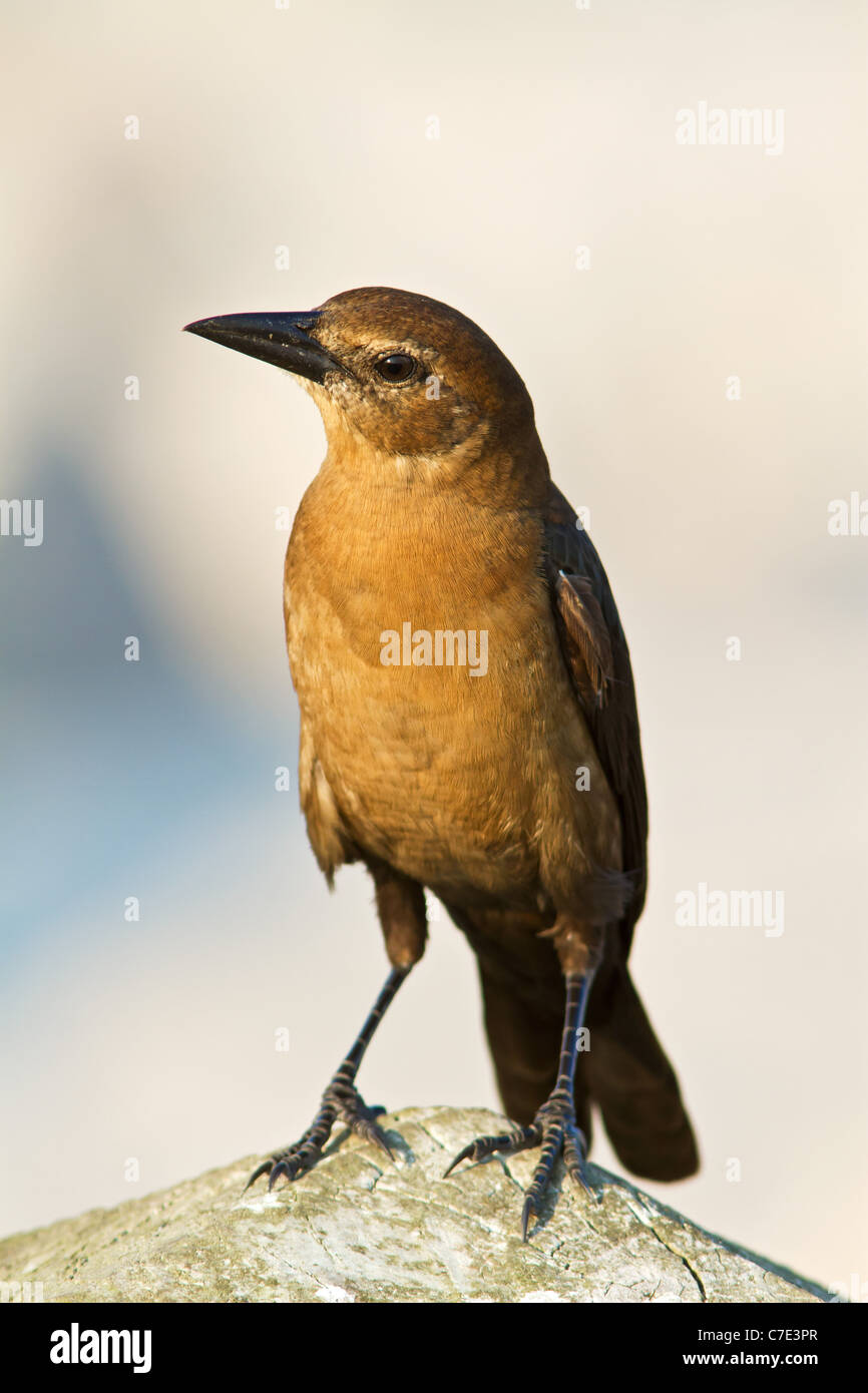 Grackle bird hi-res stock photography and images - Alamy