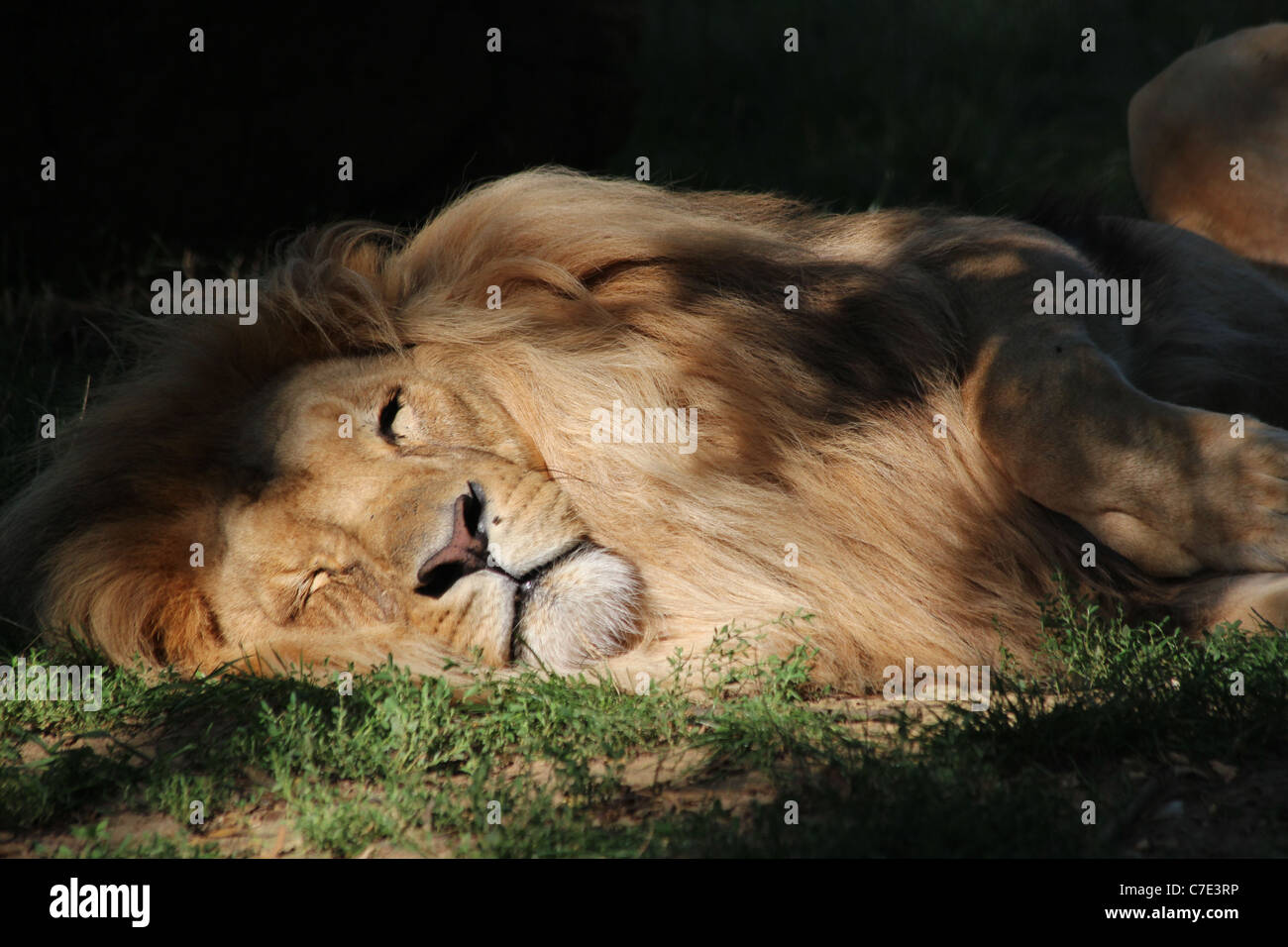 Lion sleeping hi-res stock photography and images - Alamy