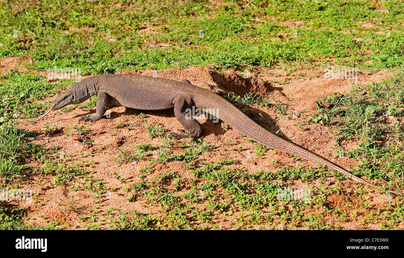 Land monitor lizard varanus bengalensis Sri Lanka Stock Photo - Alamy